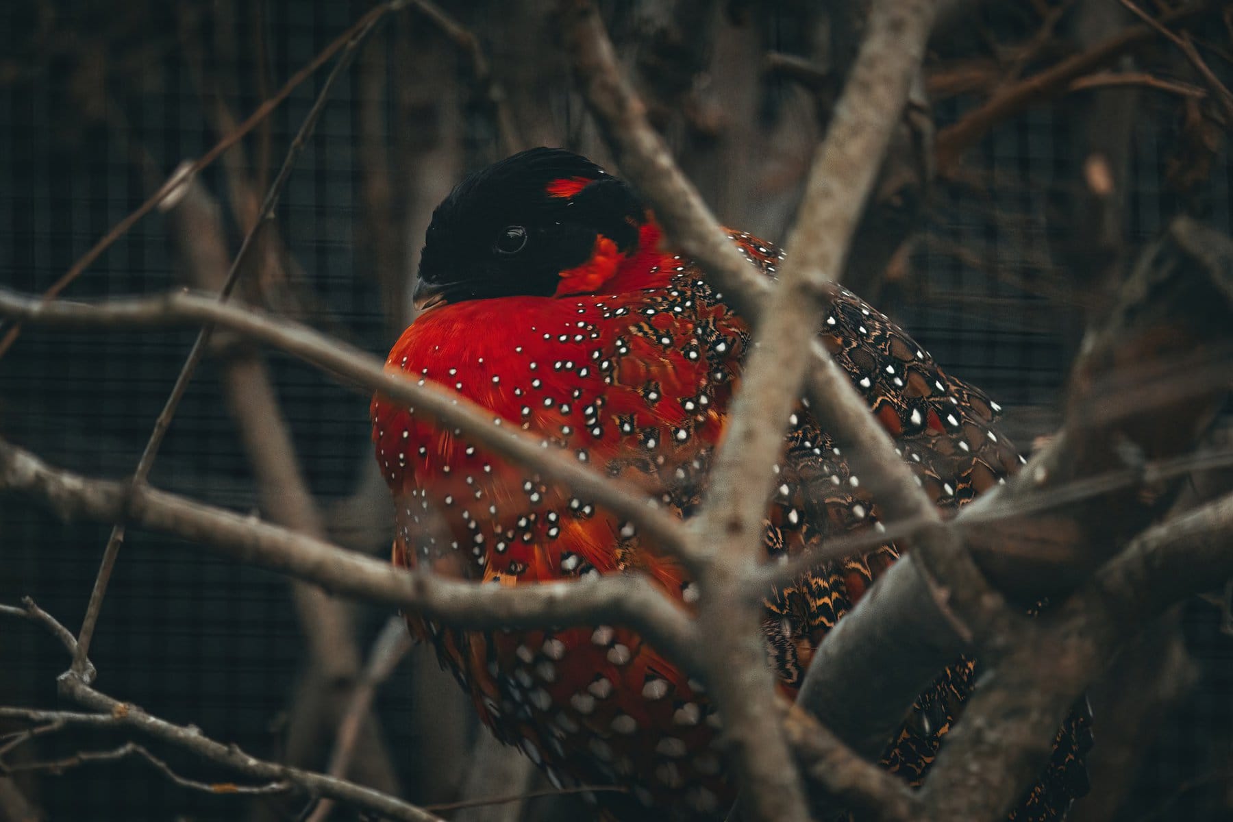 Bhutan Birding Tour - red-lion-travel.com